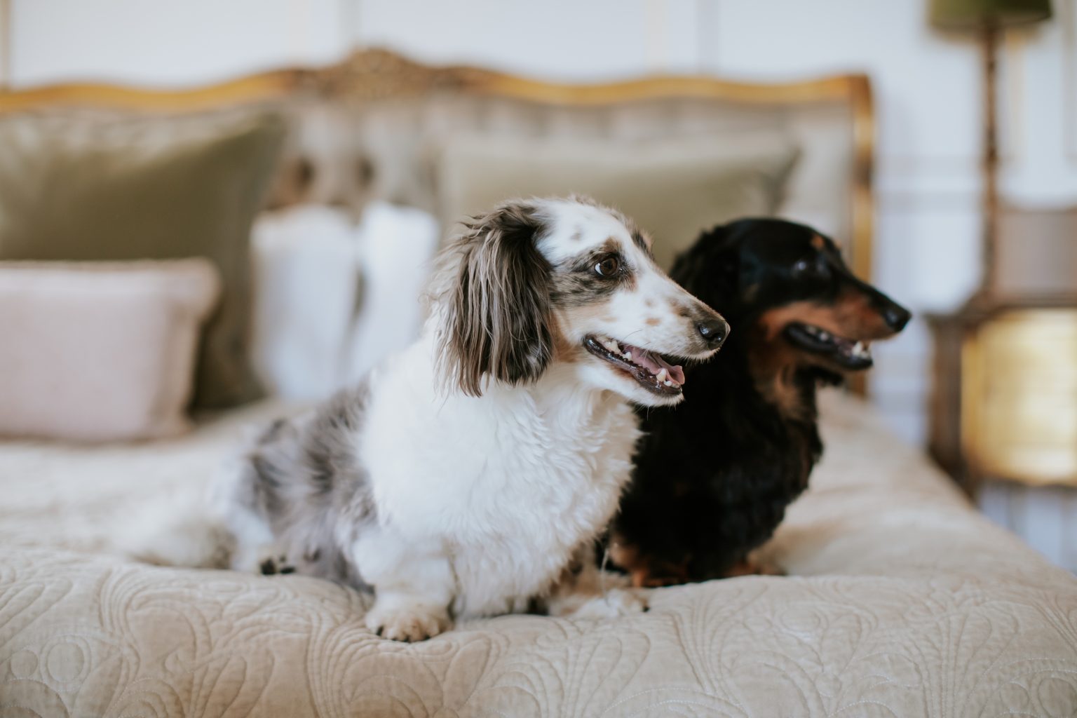 Dexter & Dickens' Favourite Doggy Brands - Fashion Mumblr