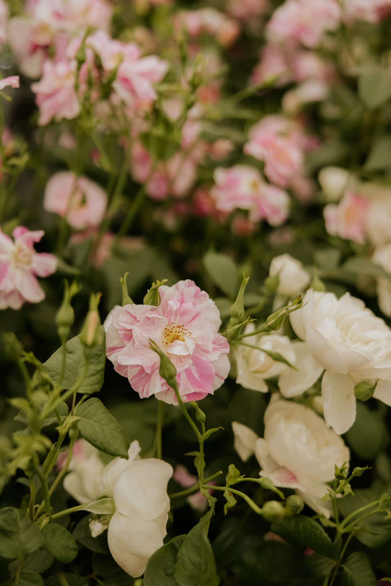 10 Things Not to Miss at RHS Chelsea Flower Show 2025 - Fashion Mumblr